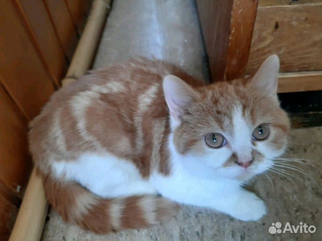 Лапули рыженькие 2 мес