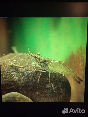 Криветки Макробрахиум