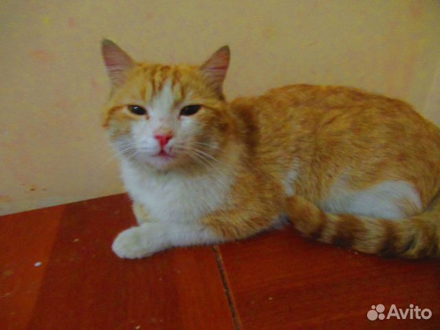 Котик ищет прежний/новый дом(район Перспективный)
