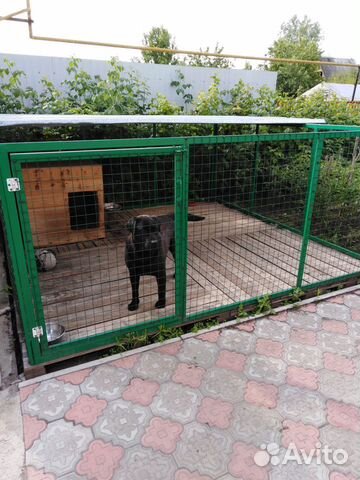 Лабрадор вязка