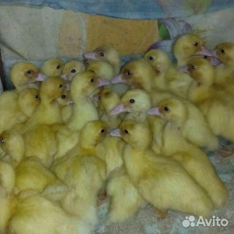 Индоутята 1 неделя