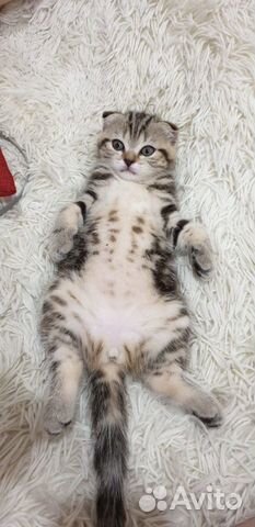 Крутые шотландцы