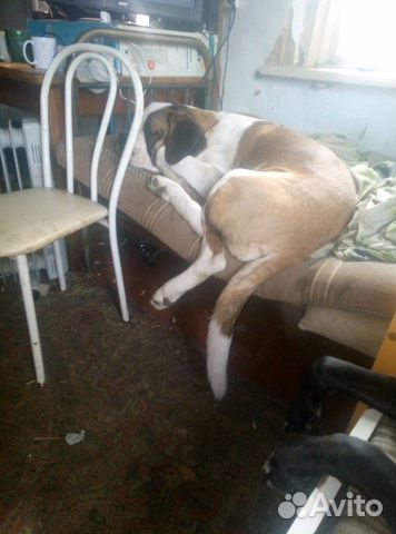 Продам щенка сенбернара