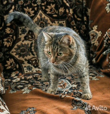 Отдам кошку