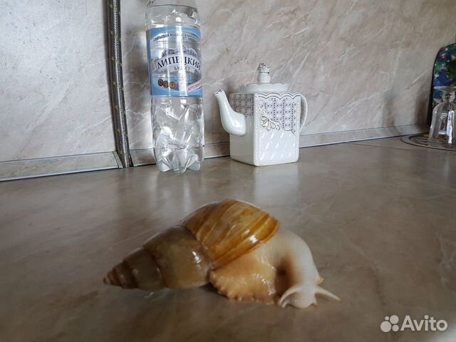 Отдам африканскую улитку ахатина, 2 года