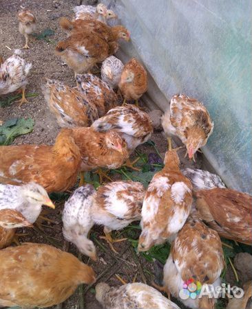 Мясо яичные Цыплята Редбро, Фикси Чик. Месячные
