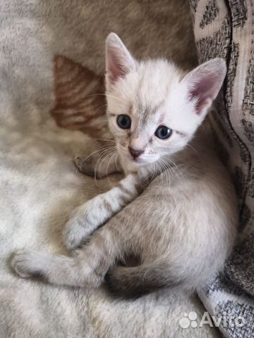Котята, девочки-сестрички, 1.5 месяца