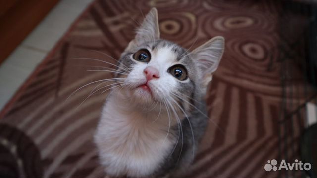 Эрика ищет дом