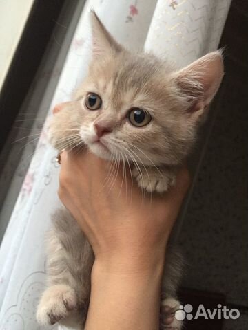 Красавцы мальчишки