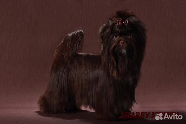 Кобель производитель шоколадного окраса