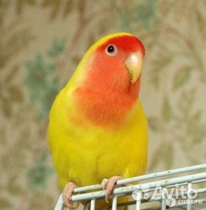 Неразлучник самка вместе с клеткой