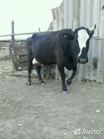 Корови дойние 65 тисеч бички 9 10 месец 32 тисеч