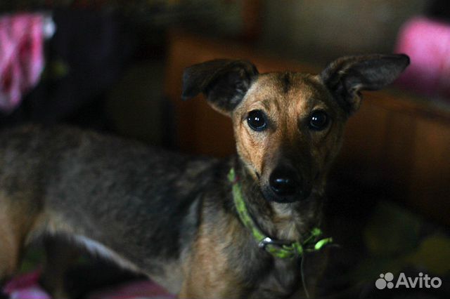 Такса ищет любящих хозяев