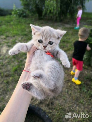 Британец