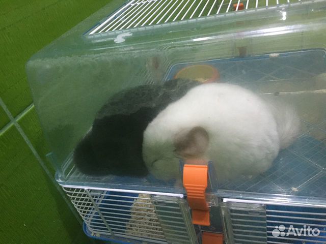 Шиншиллята В добрые руки