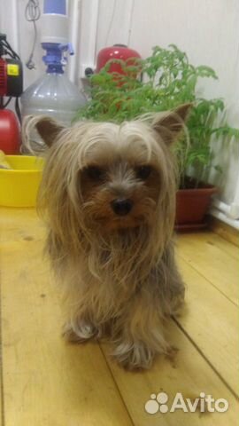 Вязка йоркширский кобель мини