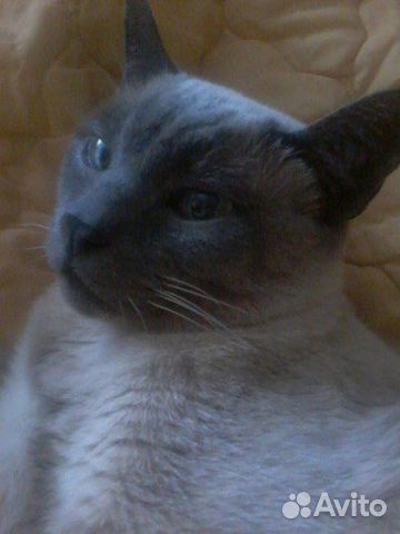 Тайские кошки