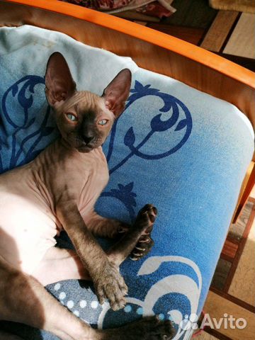 Донской сфинкс