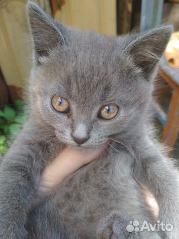 Котятки