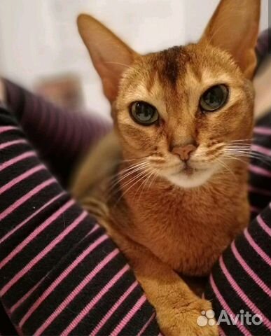 Кошка, Абиссинка