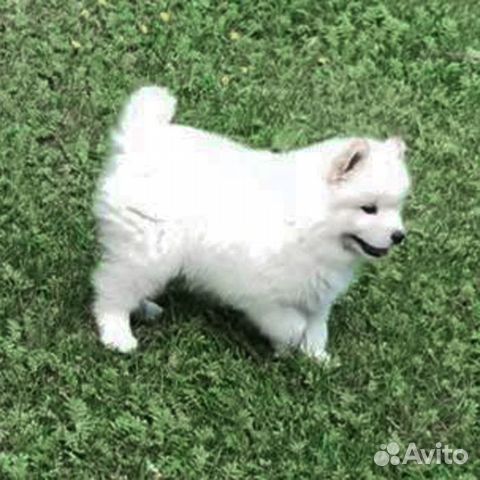 Счастье белое, самоед