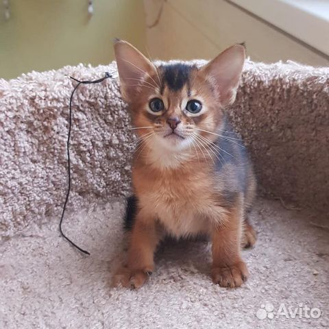 Абиссинские кошечки