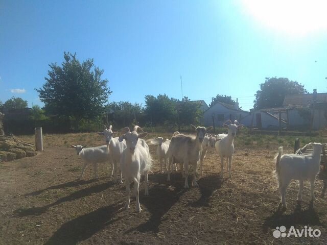 Продаются козы