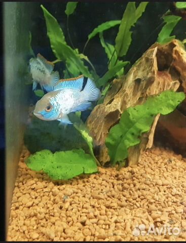 Наннакара блю неон