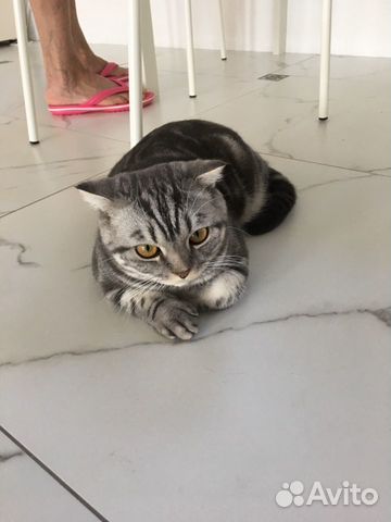 Кот Шотландец