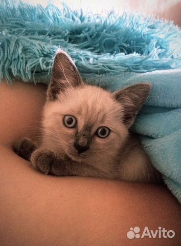 Сиамский котенок