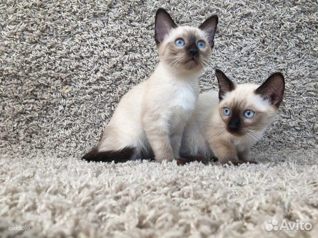 Котята чистокровной сиамской породы