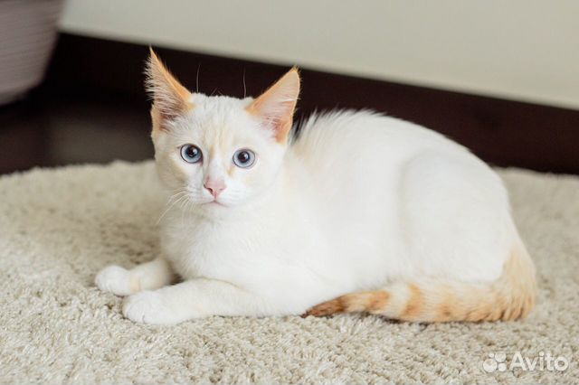 Голубоглазый котёнок, 4 месяца, в добрые руки