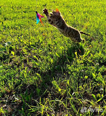 Бенгал мальчик