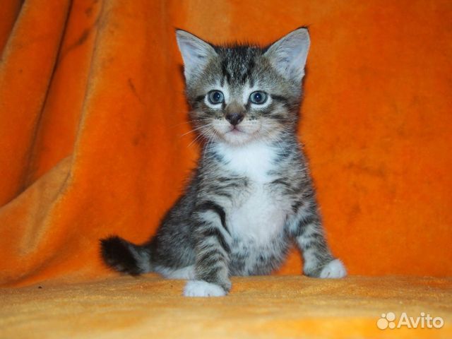 Котятки обнимахи