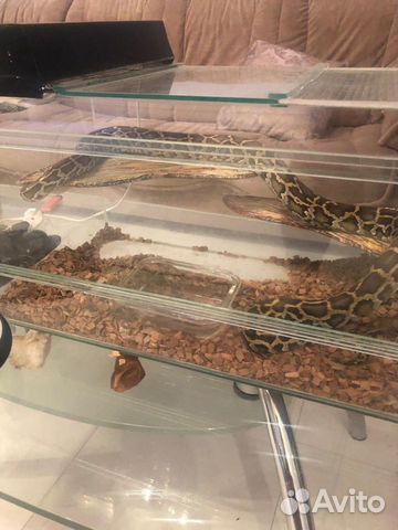 Тигровый питон