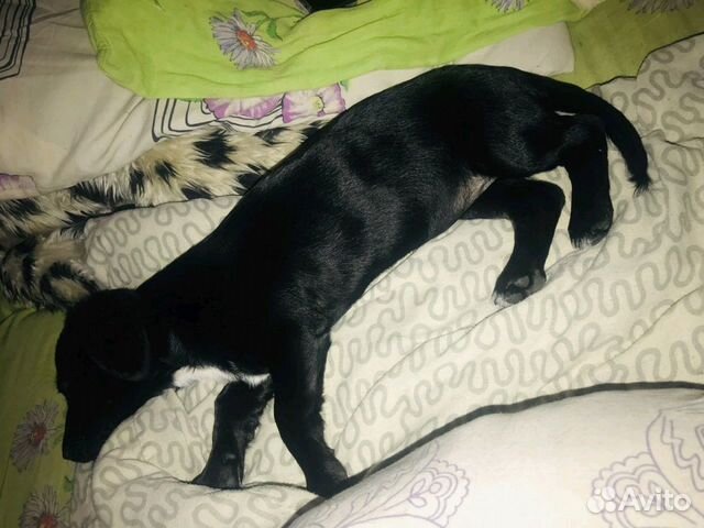 Щенок Бимка