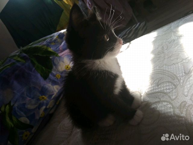 Смешной котенок