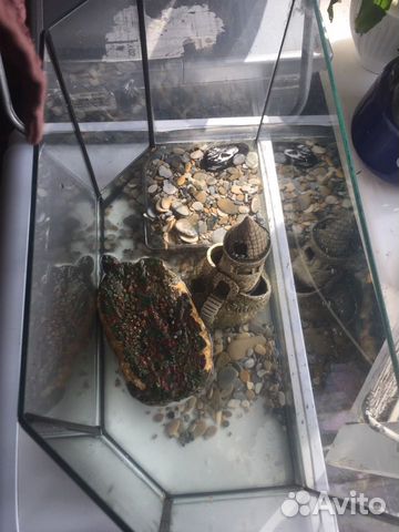 Черепашка -водоплавающая