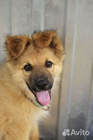 Щенок в хорошие руки