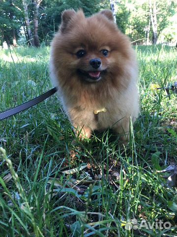 Самый лучший Померанский Шпиц для вязки