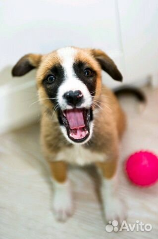 Красотка ищет дом