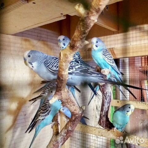 Попугаи разные