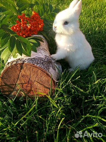 Декоративный кролик гермелин