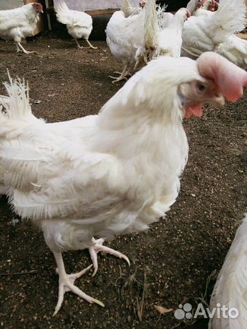 Куры-несушки