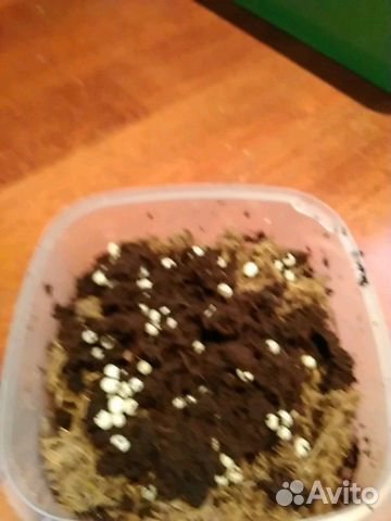 Яйца улитки ахатины Отдам, улетят в хорошие руки