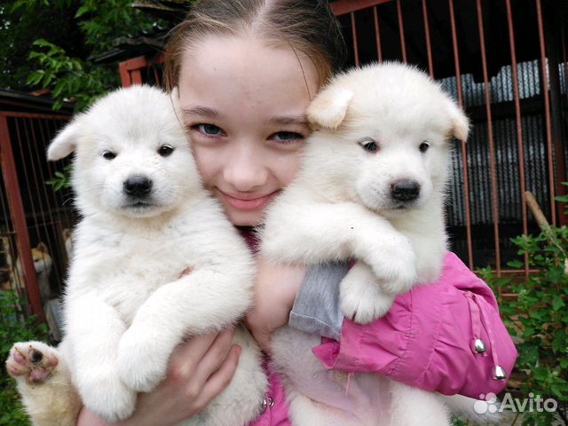 Щенки акиты и маламута