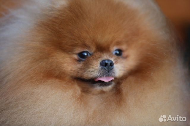 Супер крутой кобель на вязку