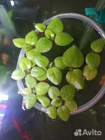 Лимнобиум. верхоплавка. прополка аквариума