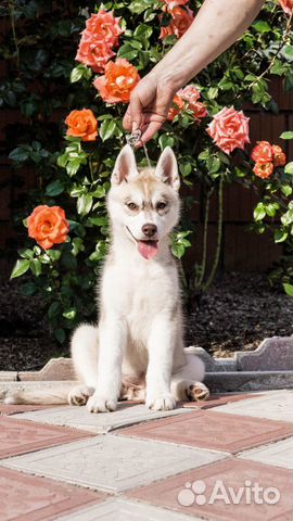 Высокопородные щенки хаски