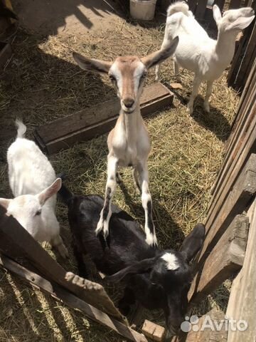 Козлята